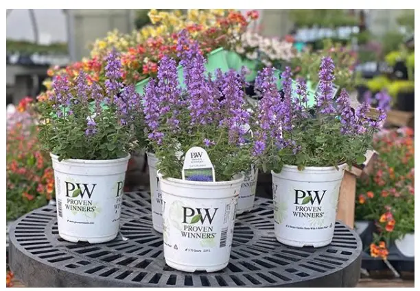 FREE Proven Winners Gardener’s Idea Booklet